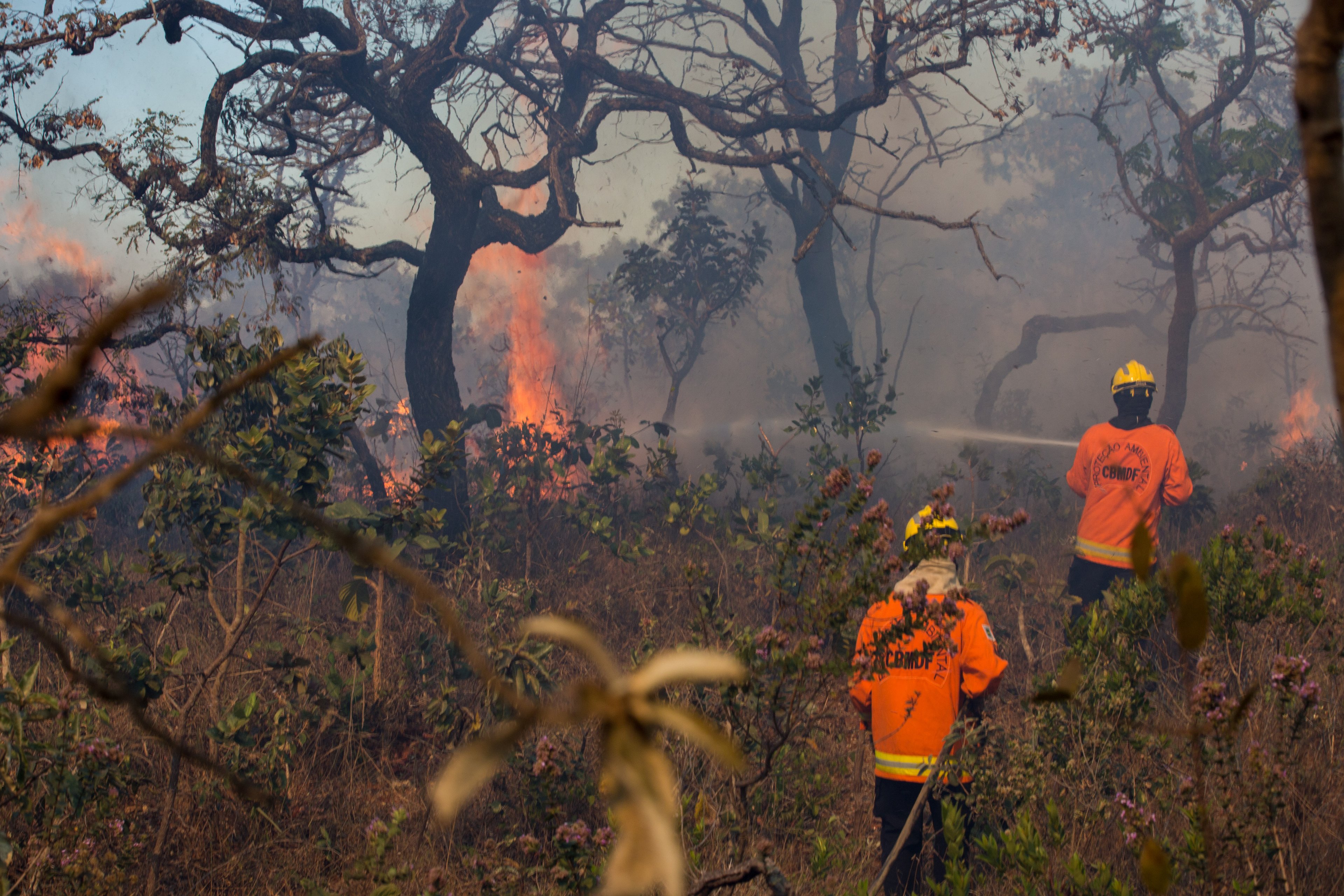 Brasília registra 704 incêndios florestais nos primeiros 15 dias de ...