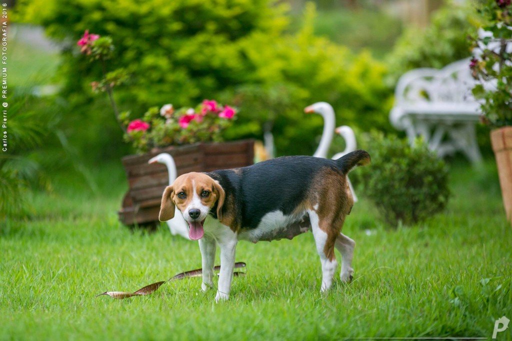 Cachorrinha grávida faz ensaio fotográfico e leva a internet à loucura ...