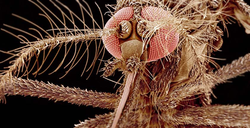 Doenças transmitidas por insetos matam mais de um milhão por ano ...
