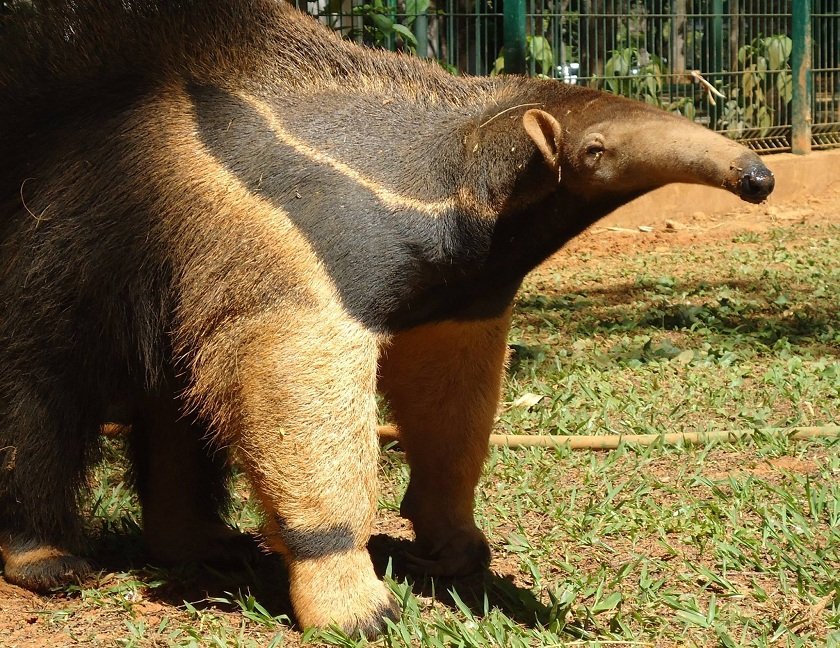 Tamanduá-bandeira é regatado em área residencial do Lago Sul | Metrópoles
