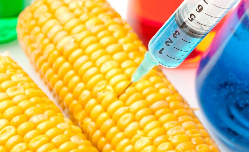 Transgênico é seguro, dizem cientistas dos EUA | Metrópoles