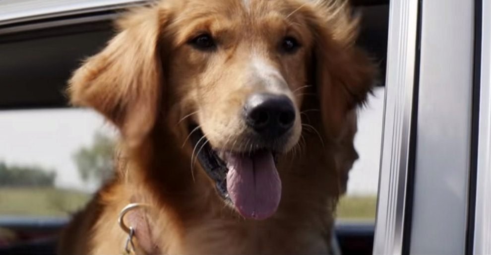 Filme “Quatro Vidas de Um Cachorro”: trailer emociona internautas ...