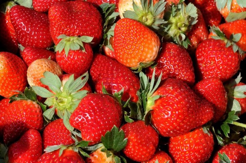 Saiba quatro bons motivos para ir à Festa do Morango em Brazlândia ...