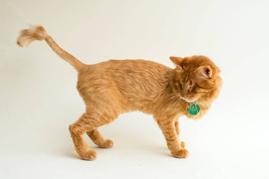 Fotógrafo incentiva público a adotar gatos que perderam a visão ...