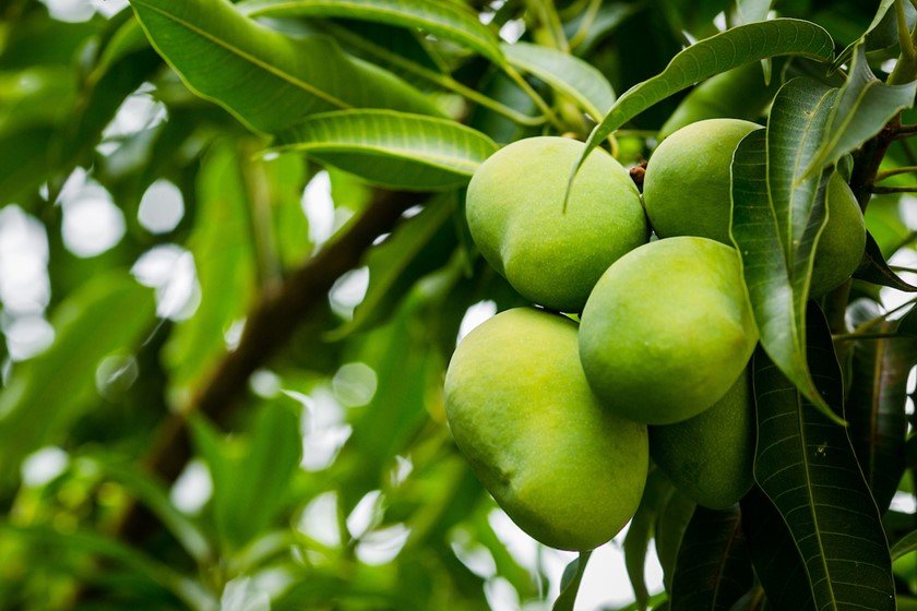 É temporada de manga. Aproveite a fruta em receitas fáceis e rápidas ...