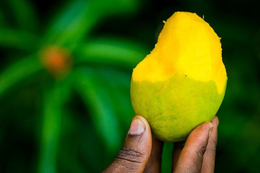 É temporada de manga. Aproveite a fruta em receitas fáceis e rápidas ...