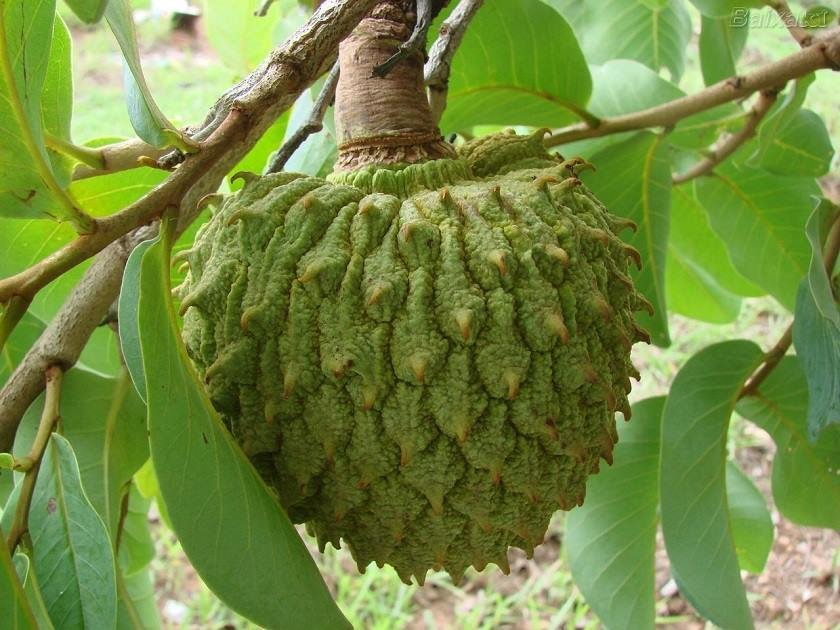Conheça ingredientes do cerrado que estão ameaçados de extinção ...