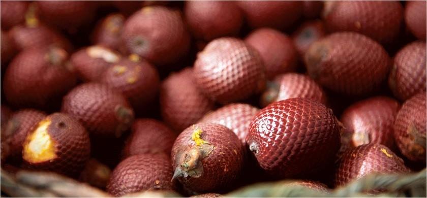 Conheça ingredientes do cerrado que estão ameaçados de extinção