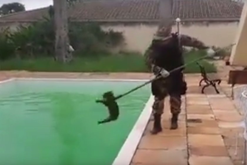 Grupo de capivaras ataca mulher e mata cachorro