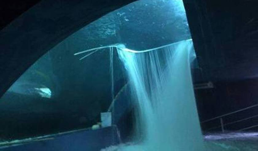 Tanque de aquário gigante se rompe e inunda ruas no México | Metrópoles