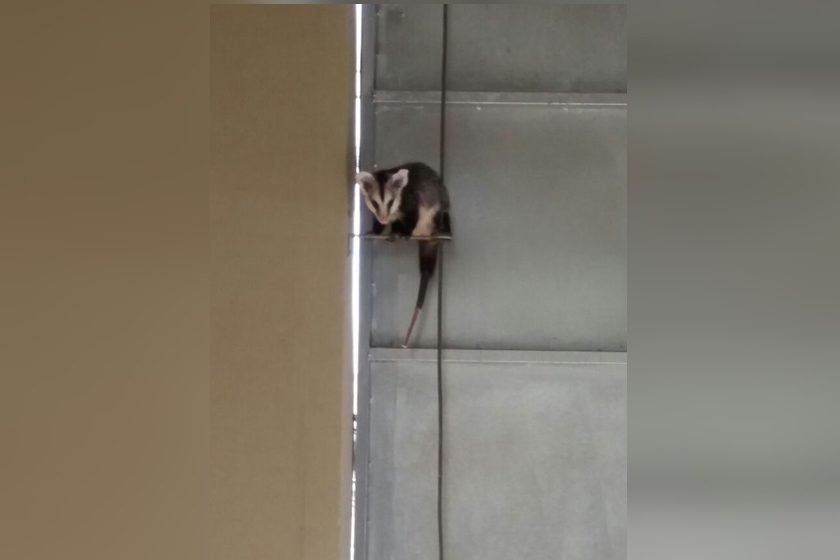 Vídeo: saruê é resgatado em recepção de hospital na Asa Norte