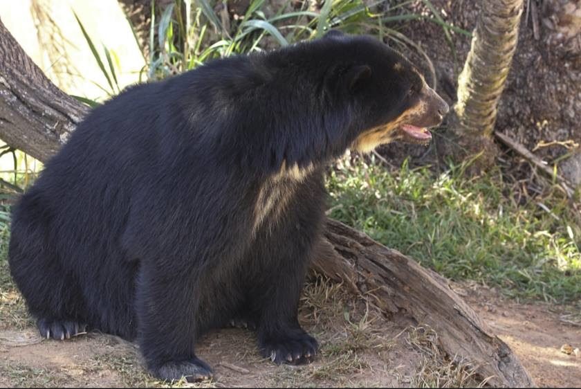 Urso-de-óculos chega ao Jardim Zoológico de Brasília