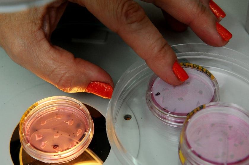 Zoológico de Brasília conserva material genético de 23 espécies ...