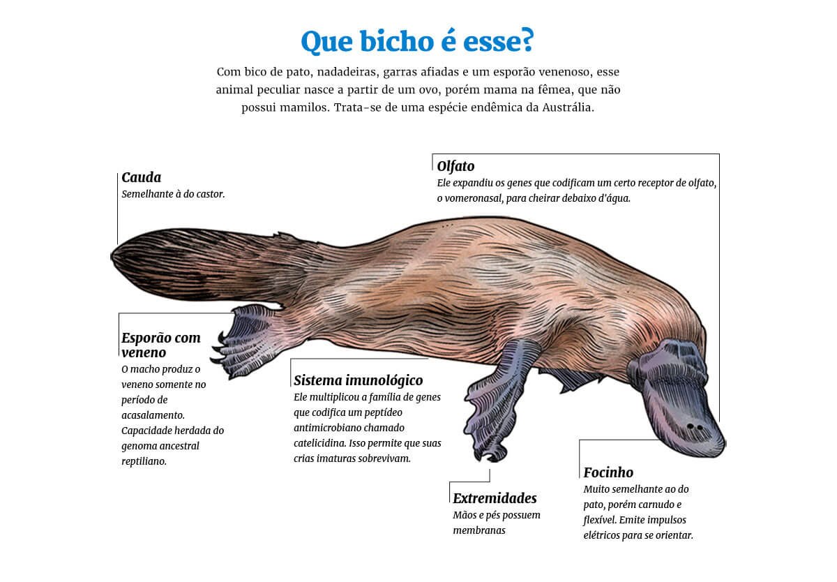 Conheça o poderoso leite do ornitorrinco