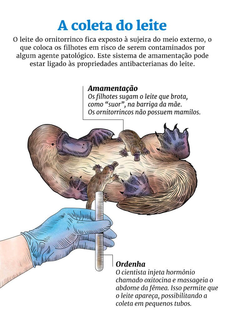 Conheça o poderoso leite do ornitorrinco