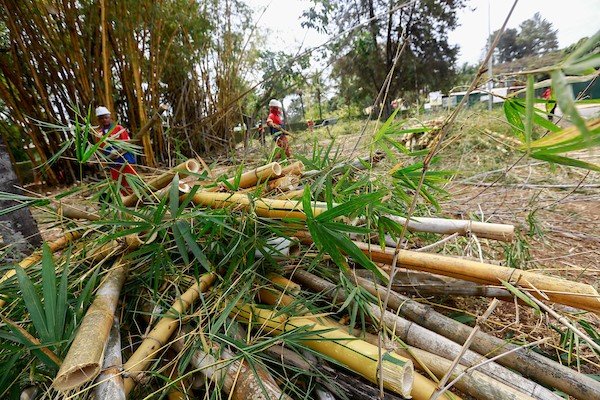 Derrubada de bambus na Península dos Ministros causa indignação ...