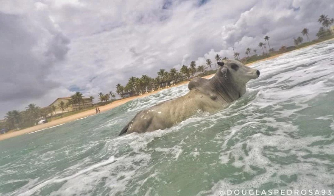A curiosa história do boi que preferiu morrer afogado a ir ao abate ...