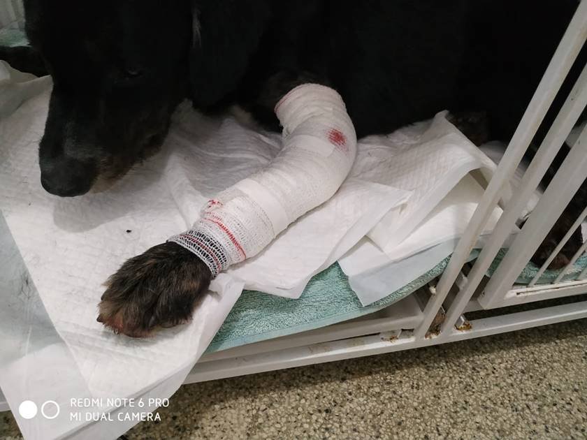 DF: policial é atacada, atira em cachorro e gera polêmica na internet ...