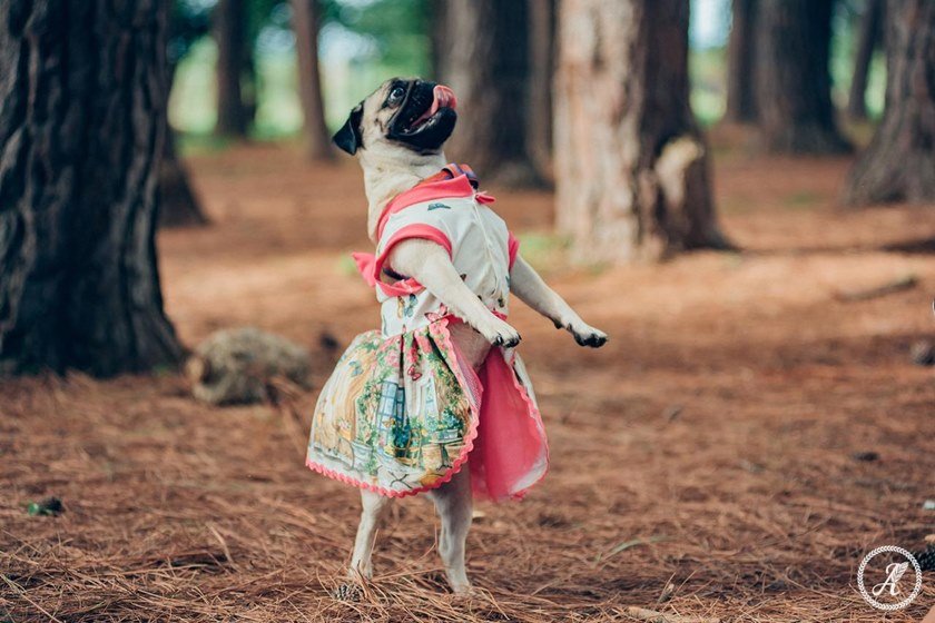 Tem Carnaval de pets neste fim de semana em Brasília | Metrópoles