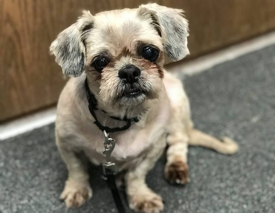 Cachorrinha abandonada é resgatada e fica irreconhecível | Metrópoles