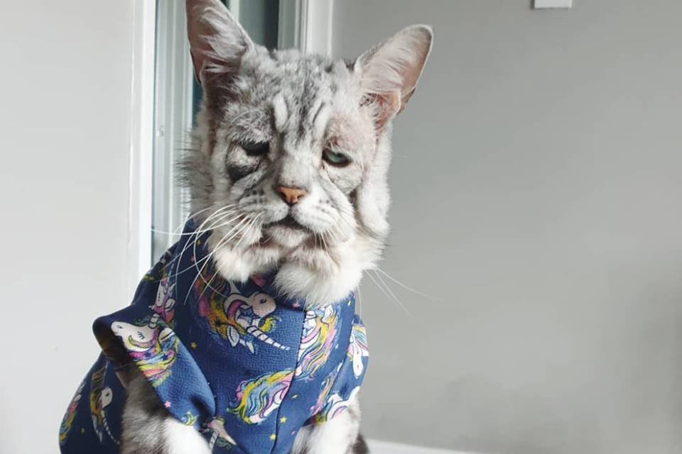 Conheça Toby, o gato que nasceu idoso Conheça Toby, o gato que nasceu idoso