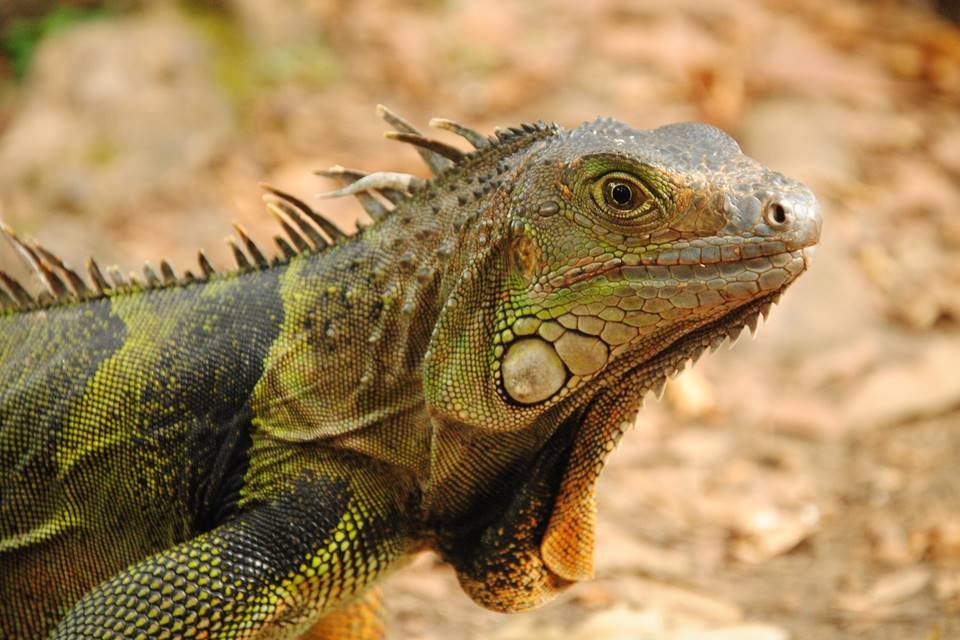 Quais são os répteis que podemos ter em casa: veja opções | Metrópoles