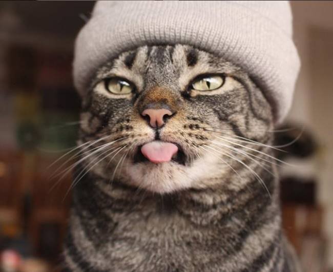 Conheça Chico, o gato líder da dominação mundial felina | Metrópoles