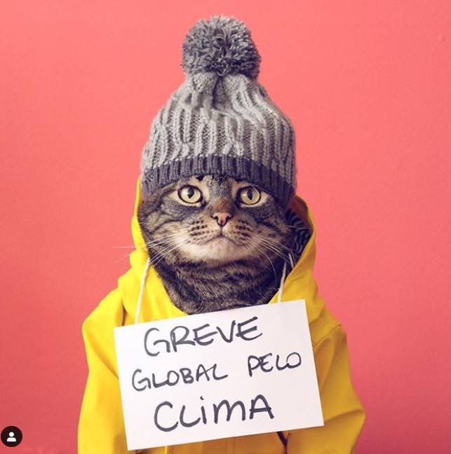 Conheça Chico, o gato líder da dominação mundial felina | Metrópoles