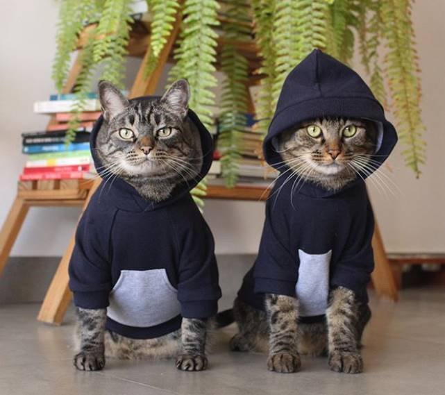 Conheça Chico, o gato líder da dominação mundial felina | Metrópoles