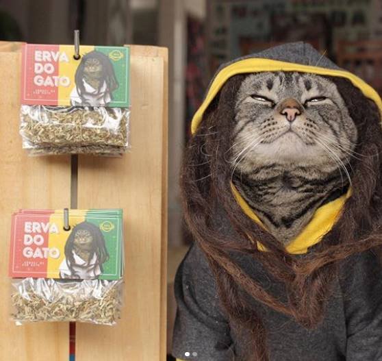 Conheça Chico, o gato líder da dominação mundial felina | Metrópoles