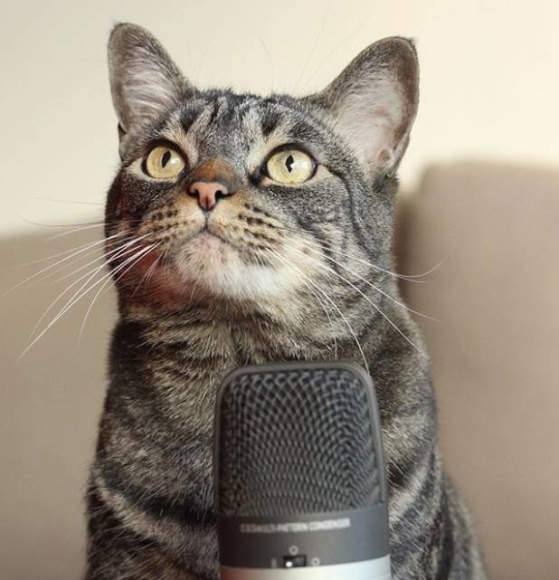 Conheça Chico, o gato líder da dominação mundial felina | Metrópoles