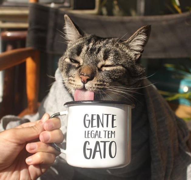 Conheça Chico, o gato líder da dominação mundial felina | Metrópoles