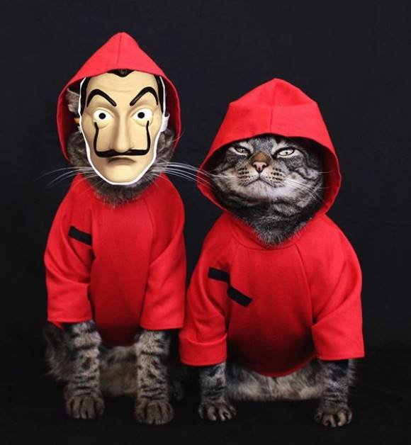 Conheça Chico, o gato líder da dominação mundial felina | Metrópoles