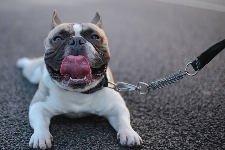 Guia das coleiras: qual é a ideal para o seu cachorro? | Metrópoles