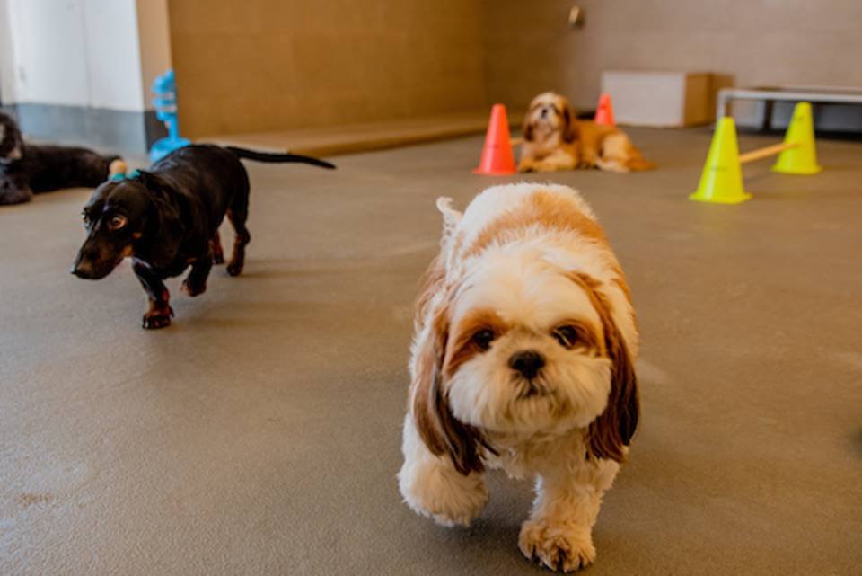 Adoção pet: como acostumar dois cães a conviverem juntos? | Metrópoles