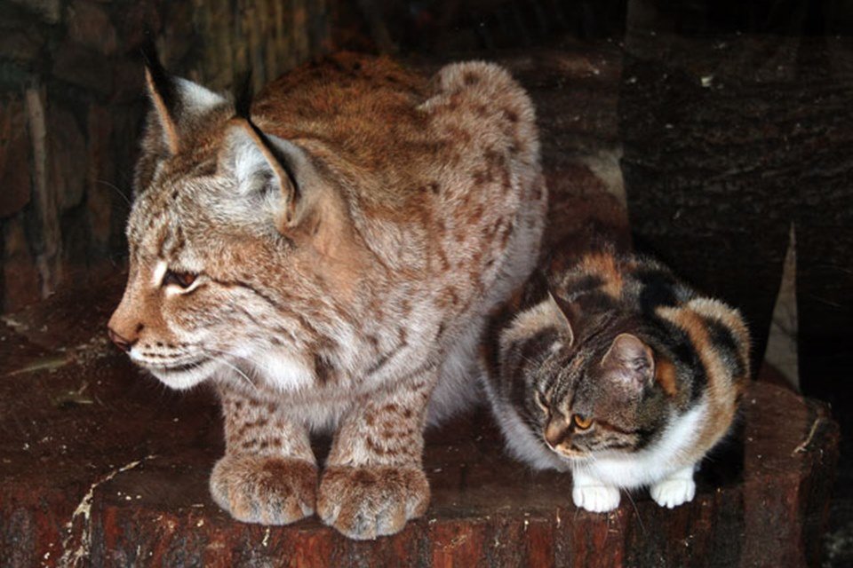 Fotos: Lince adota gatinho vira-lata em zoológico da Rússia | Metrópoles