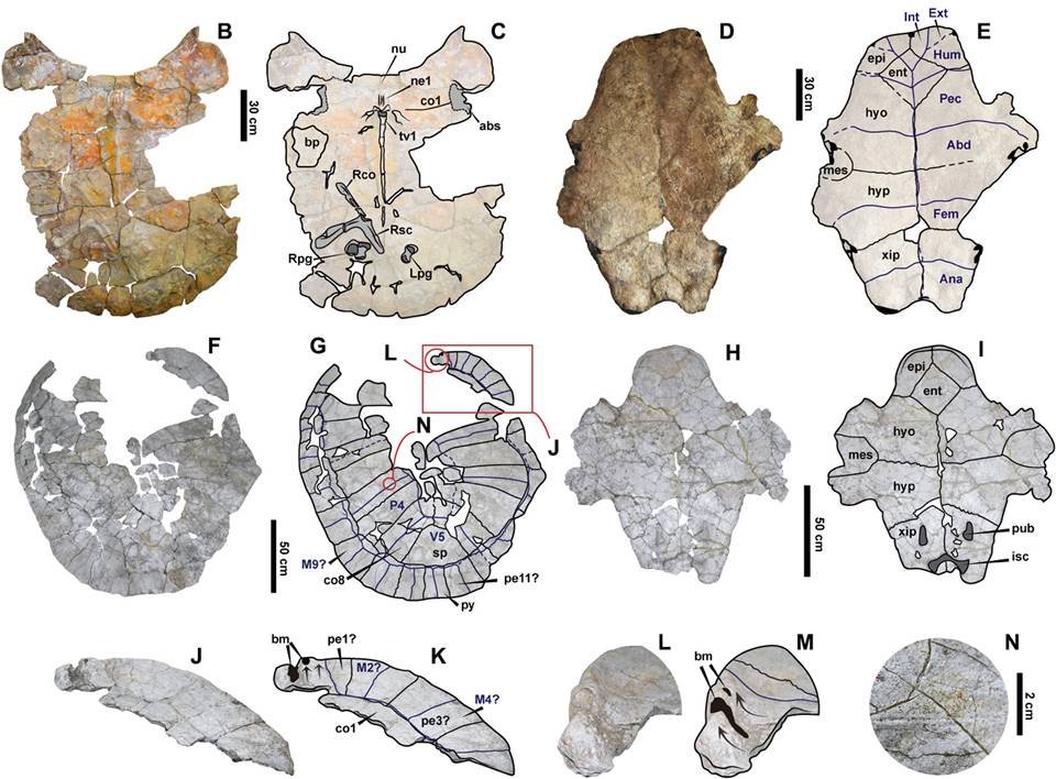Tartarugas de até 2,4 m nadavam na Amazônia há 10 milhões de anos ...