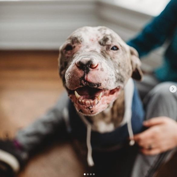 Emocionante! Casal adota pit-bull com câncer terminal | Metrópoles