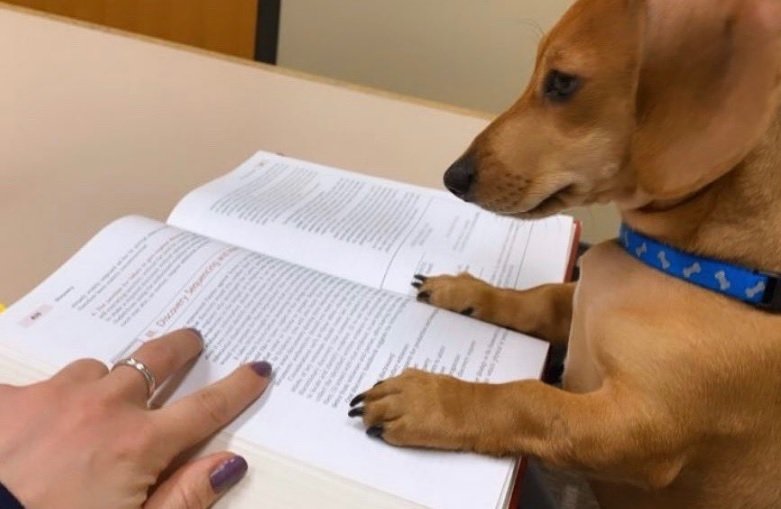 Fotos de pets “estudando” com os tutores bombam na web | Metrópoles