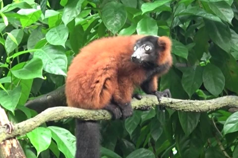 Dois raros lêmures-vermelhos gêmeos nascem no zoológico de Singapura ...
