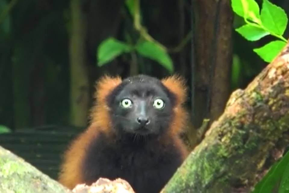 Dois raros lêmures-vermelhos gêmeos nascem no zoológico de Singapura ...