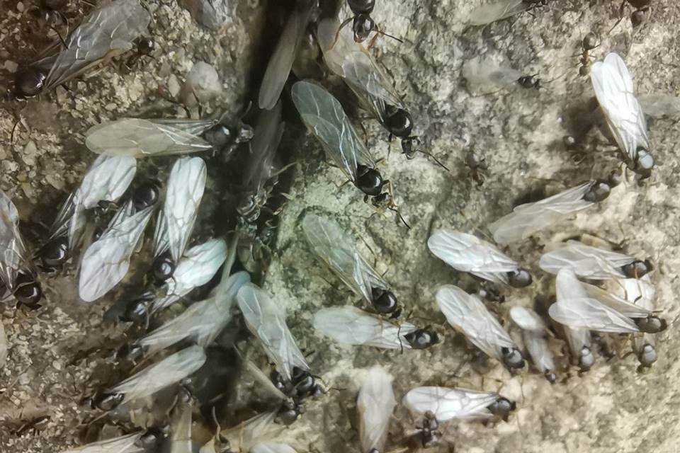 Vídeo. Nuvem gigante de formigas voadoras é vista em mapa meteorológico ...