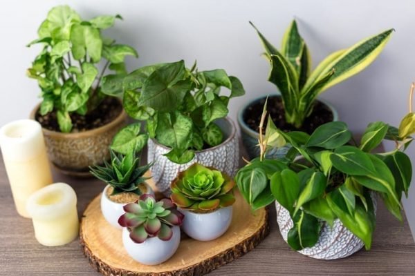 11 plantas que são verdadeiros amuletos contra inveja e energias negativas