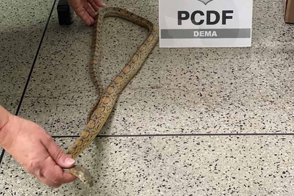 Cobras traficadas e anunciadas na internet são apreendidas pela PCDF ...