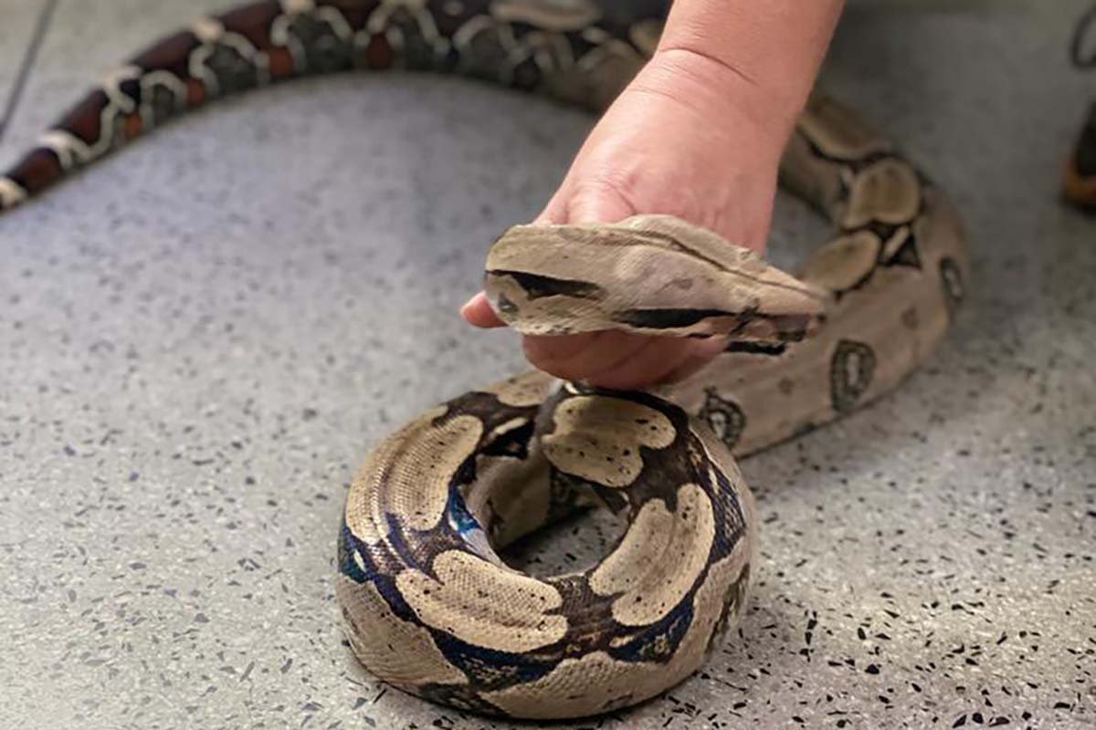 Cobras traficadas e anunciadas na internet são apreendidas pela PCDF ...