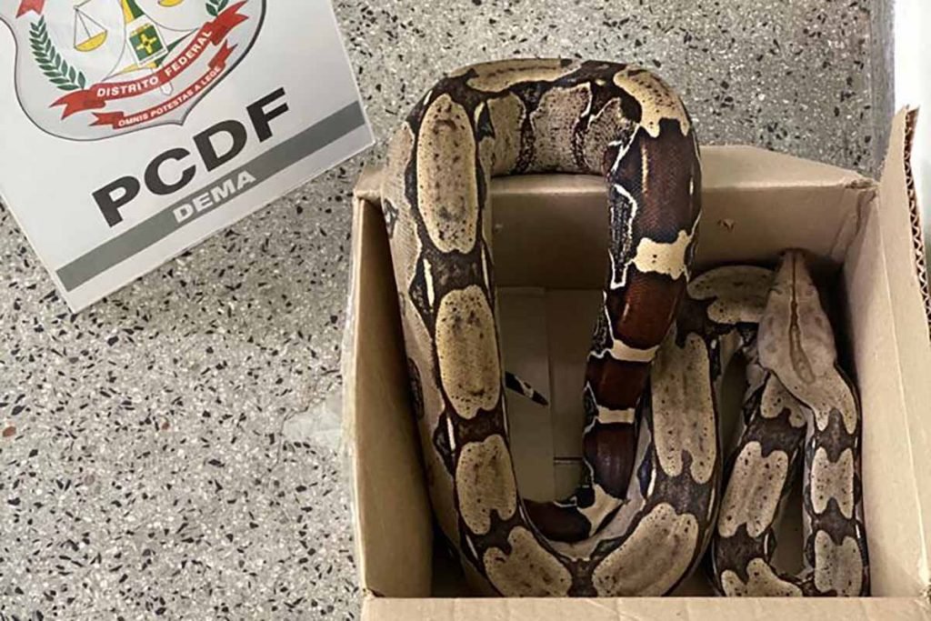 Cobras traficadas e anunciadas na internet são apreendidas pela PCDF ...