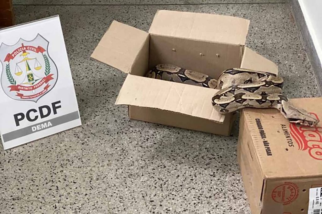 Cobras traficadas e anunciadas na internet são apreendidas pela PCDF ...