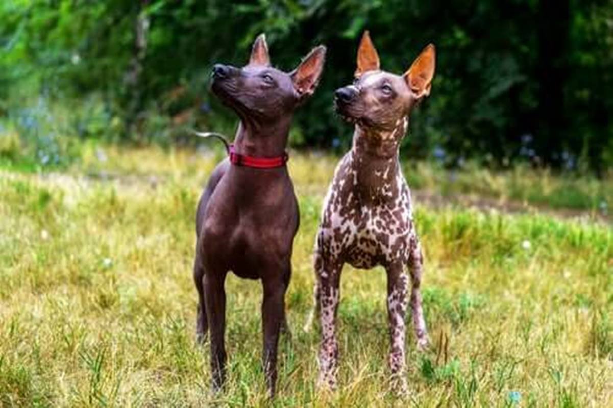 Você conhece o Xoloitzcuintli? Saiba mais sobre essa raça curiosa de ...