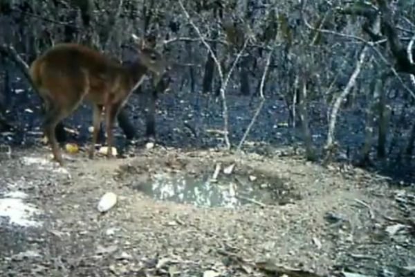 Câmera flagra animais sobreviventes de queimadas no MT. Veja imagens ...