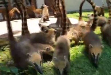 Vídeo: homem filma invasão de bando de quatis em sua casa no litoral de ...